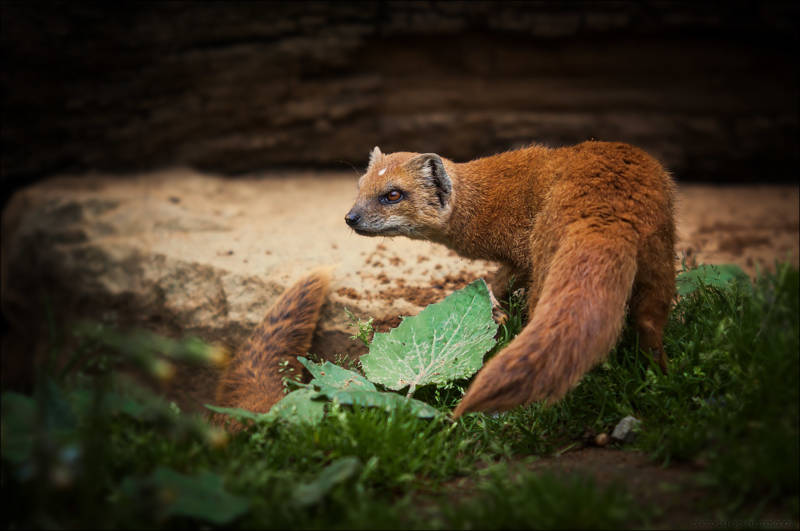 Мангуст (79 фото) - описание животного, где обитает, питание ...