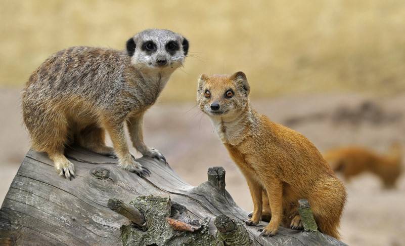 Мангуст (79 фото) - описание животного, где обитает, питание ...