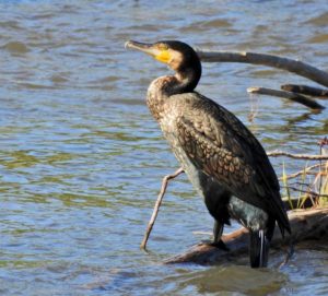 Баклан (133 фото): описание большой черноморской птицы, где обитает ...