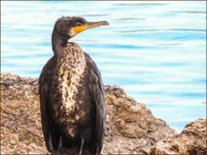 Баклан (133 фото): описание большой черноморской птицы, где обитает ...