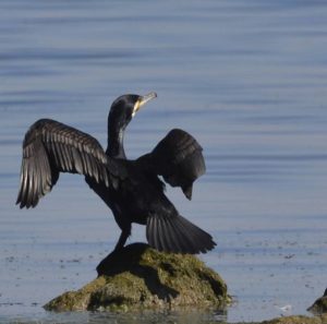 Баклан (133 фото): описание большой черноморской птицы, где обитает ...