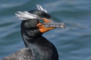 Баклан (133 фото): описание большой черноморской птицы, где обитает ...