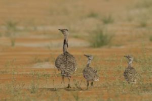 Дрофа (117 фото): семейство и описание большой степной птицы из красной ...