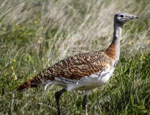 Дрофа (117 фото): семейство и описание большой степной птицы из красной ...