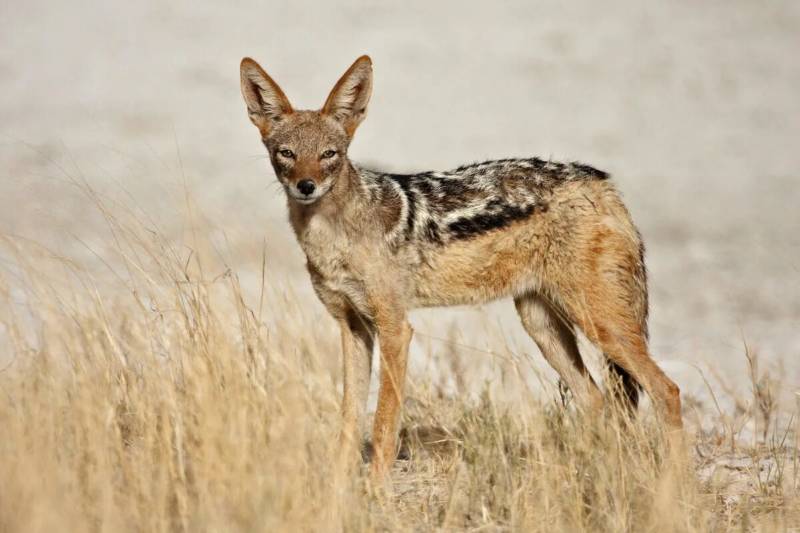 Шакал (118 фото): описание, как выглядит, характеристика самого ...
