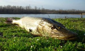 Щука (125 фото): описание, питание, где обитает, виды и класс самого ...