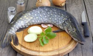 Щука (125 фото): описание, питание, где обитает, виды и класс самого ...