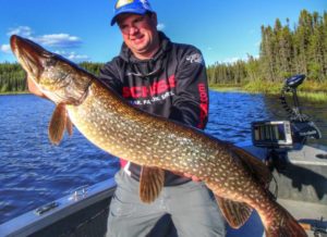 Щука (125 фото): описание, питание, где обитает, виды и класс самого ...