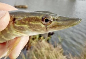 Щука (125 фото): описание, питание, где обитает, виды и класс самого ...