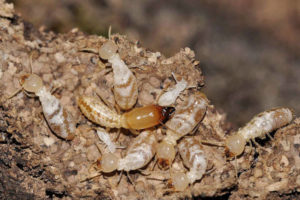 Термит (119 фото): описание, отряд и характеристика общественного насекомого вредителя